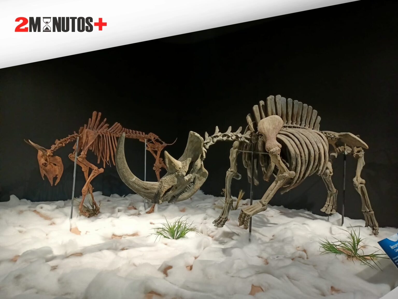 Exposición “Edad de Hielo en México” trae la historia glacial al ...